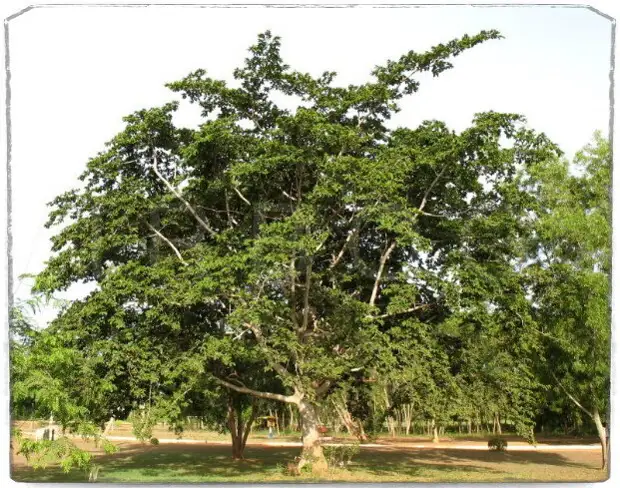 Россия уже испытывает новейшую ракету, которая мощнее «Ярса» и «Тополя ...