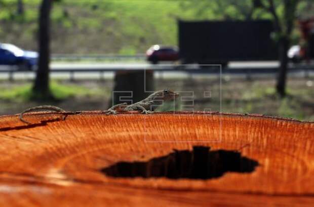 NATURALEZA - Reclaman presunta intención de talar 8.000 árboles en zona ...